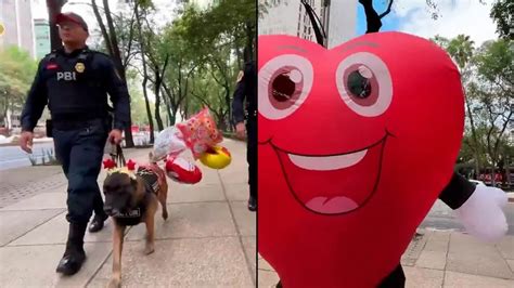 Perros policía de la CDMX reparten amor en Reforma por Día de San Valentín Infobae