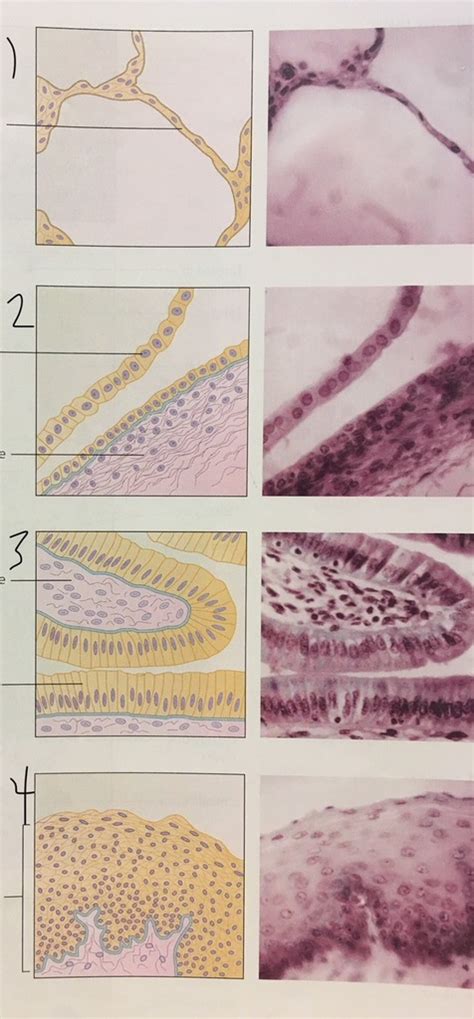 Simple Tissues 1 Epithelial Diagram Quizlet