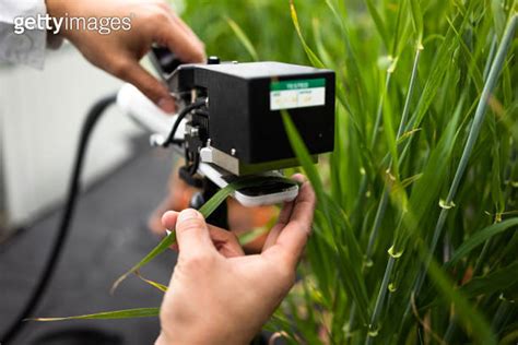Scientis Using A Dedicated Specialty Device For Measuring The Chlorophyll And Nitrogen Content
