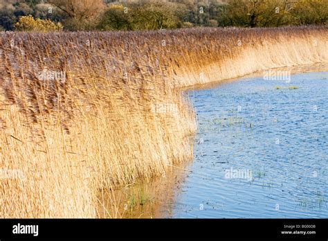 Phragmites Reedbed At Leighton Moss RSPB Reserve In Lancashire UK Stock Photo Alamy