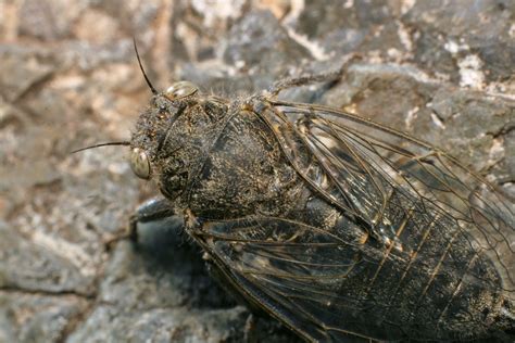 Maoricicada Mangu New Zealand Cicadas · Inaturalist