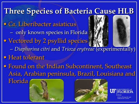 Ppt Huanglongbing Hlb Host Range And Bacterial Species Diversity