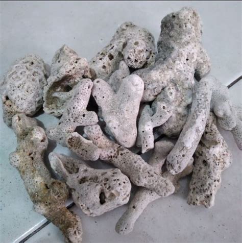 Karang Jahe Batu Karang Jahe Media Filter Kolam Aquarium 1kg Lazada