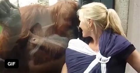 Orangutan Thinks Human Baby Is Cute Gag