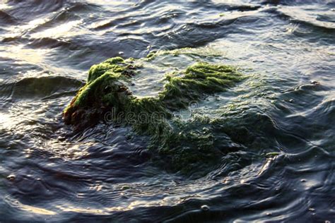 Algas Verdes En Una Roca En El Medio Del Mar Foto De Archivo Imagen De Marejada Modelo