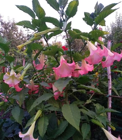 ДЕКОРАТИВНО-ЛИСТВЕННЫЕ ДЕРЕВЬЯ И КУСТАРНИКИ : Brugmansia-Бругмансия розовая