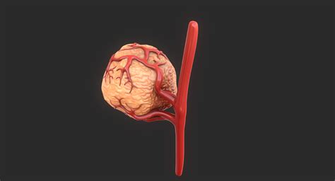 Опухоль с сосудами 3d Модель 29 C4d Stl Obj 3ds Unknown Free3d