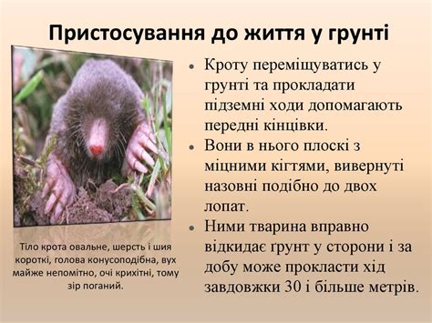 Грунтове середовище життя Пристосування організмів до життя у грунті презентация онлайн