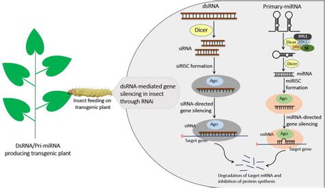 Rnai Mediated Control Of Lepidopteran Pests Of Important Crop Plants Intechopen