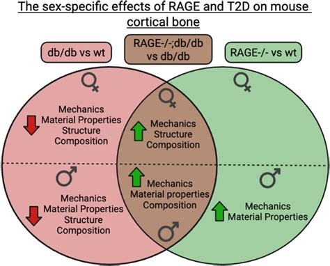 The Sex Specific Effects Of Rage Signaling And Type 2 Diabetes On Mouse