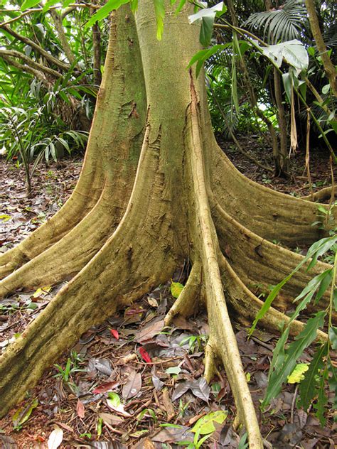 How To Prevent Tree Roots From Growing Into Your Lawn Econo Tree