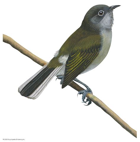 Honey Bird
