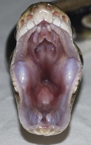 My Ball Python Care Flickr