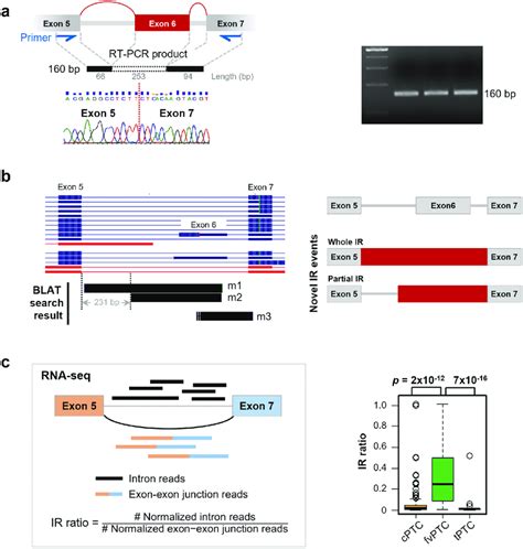 Validation Of Exon Skipping Events And Identification Of Novel Intron Download Scientific
