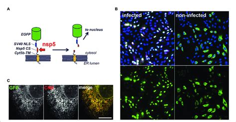 Structure And Intracellular Localization Of A Fluorescent Sars Cov 2 Download Scientific