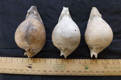 Fossil Cowries Identification Guide