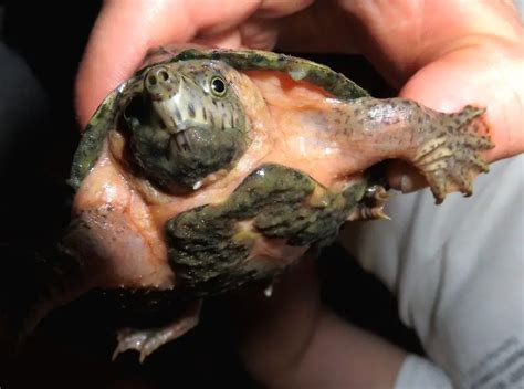 Razorback Musk Turtle Comprehensive Guide Everything You Need To Know
