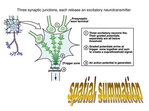 cell to cell communication in the nervous system ppt download