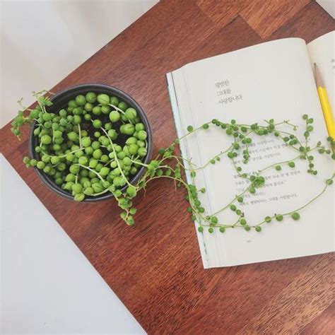 대성식물 콩란 녹영 행잉플랜트 공기정화식물 다육식물 플랜테리어 대성식물