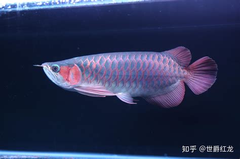 新手该怎么挑选红龙鱼呢 知乎