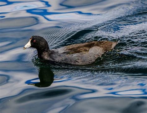 검은 오리 꿈 해몽과 의미 까만색 나오는 보는 잡는 키우는 데려오는 한테 물리는 만나는 꿈