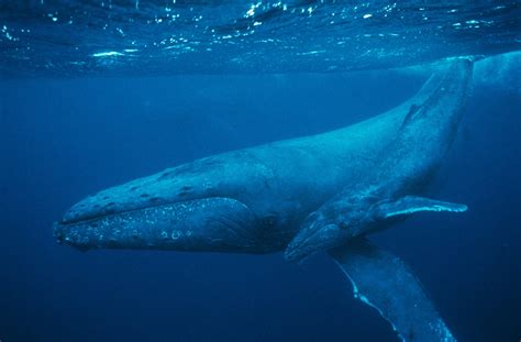 How Do Whales Mate