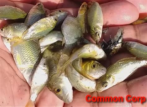 Common Carp Fish Seed Wholesale Price Mandi Rate For Cyprinus Carpio Fish Seed In India