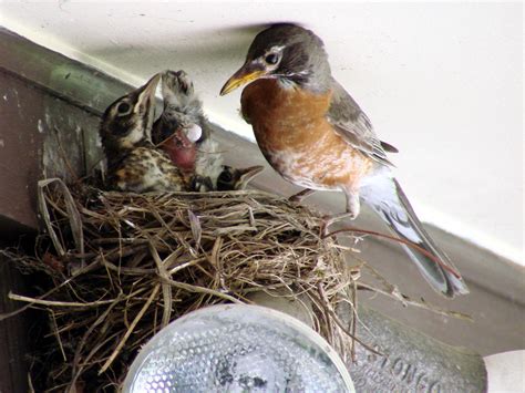 Robin Nest Fledging Day The Smell Of Molten Projects In The Morning