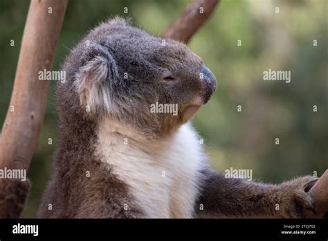 The Koala Has A Large Round Head Big Furry Ears And Big Black Nose