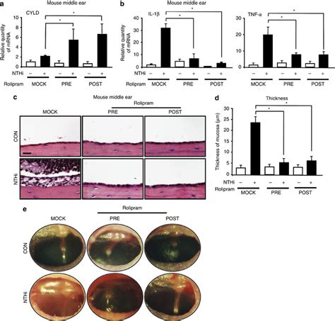 Administration Of Specific Pde4 Inhibitors Upregulates Cyld And