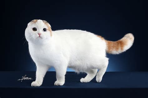 苏格兰折耳猫amyworks赛猫摄影 站酷zcool