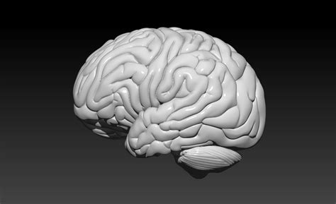 Free Stl File Human Brain Structure Educational Prints 🧠・3d Print