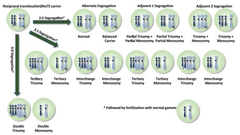 Double Trisomy