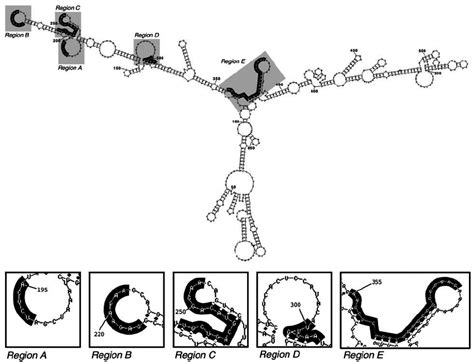 Secondary Structure Of Aac 6 Ј Ib Mrna Generated With Mfold
