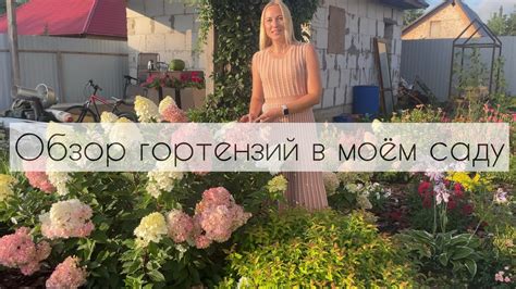 ОБЗОР ГОРТЕНЗИЙ В МОЁМ САДУ 🌸 Изменение в входной зоне 🏠 Youtube