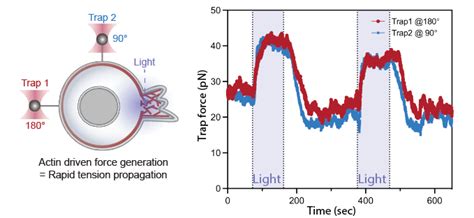 Actin Driven Protrusions Generate Rapid Long Range Membrane Tension