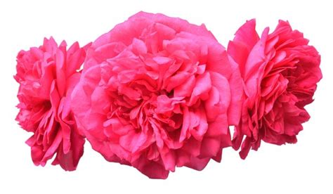 Ramo De Rosas Rosadas Aisladas Sobre Un Fondo Blanco Foto Premium