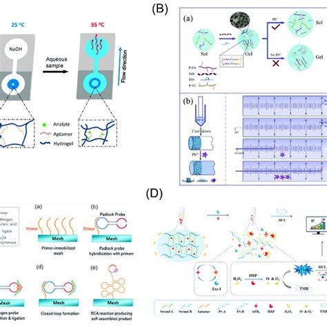 Schematic Diagram Of Stimulus Responsive Dna Hydrogel Biosensors For Download Scientific