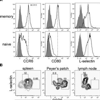 Memory B Cells Simultaneously Express Molecules Associated With Both Download Scientific