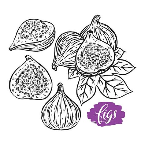 Royalty Free Fig Clip Art Vector Images And Illustrations Istock