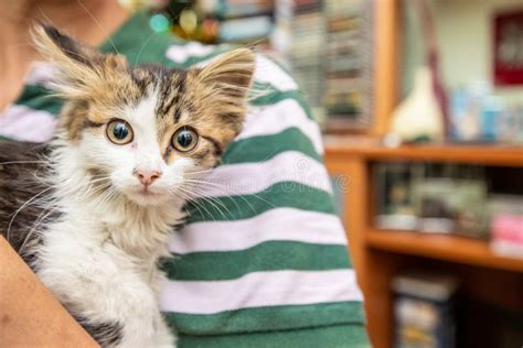 A Little Cute Funny Kitty With Big Eyes Smiles Stock Image Image Of