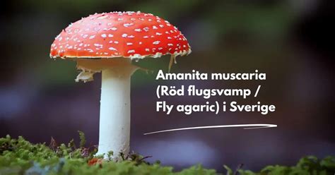 Amanita muscaria Röd flugsvamp Fly agaric i Sverige