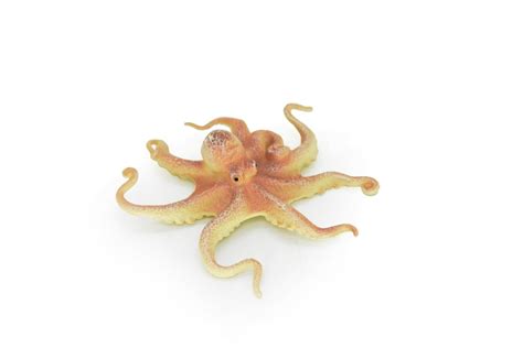 Octopus Toy Octopodes Octopoda Ocean Deep Sea Very Realistic