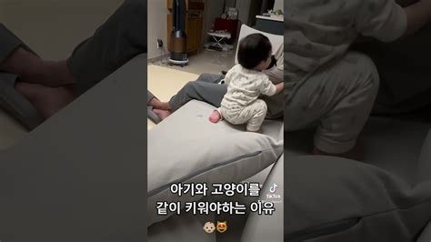 아기와 고양이를 같이 키워야 하는 이유 오꼬 오꼬가족 Youtube