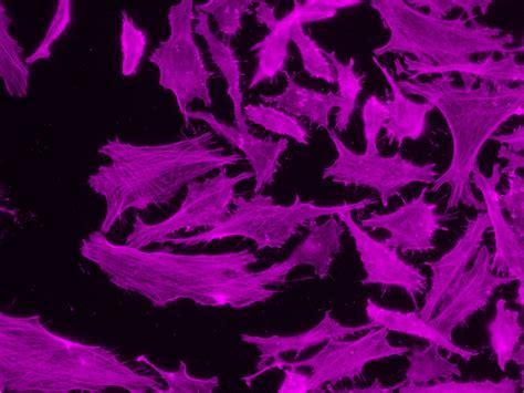 Coralite647 Conjugated F Ab 2 Fragment Goat Anti Mouse Igg H L Secondary Antibody Sa00014 10
