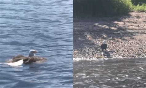 Bald Eagle Drags Muskie All The Way To The Shore In Minnesota Whiskey