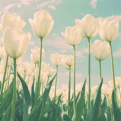Een Veld Met Tulpen Bloemenkaarten Kaartje Go