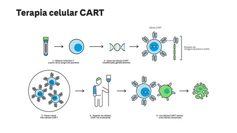 Bacterias Actuaciencia Son Las Terapias CarT El Futuro De Los