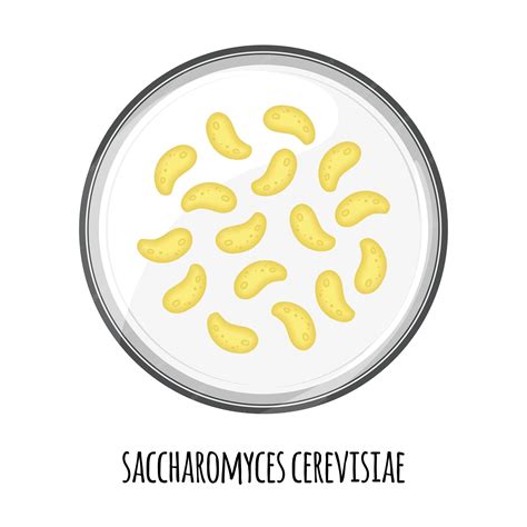 Saccharomyces Cerevisiae