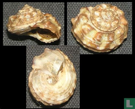 Tegula Rubroflammulata Schelp Lastdodo